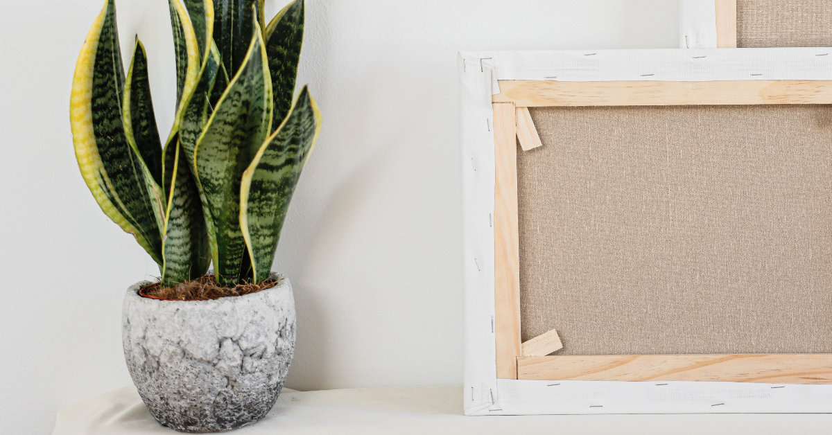 The Best Houseplants for Dementia Well-being - Dementia Aids